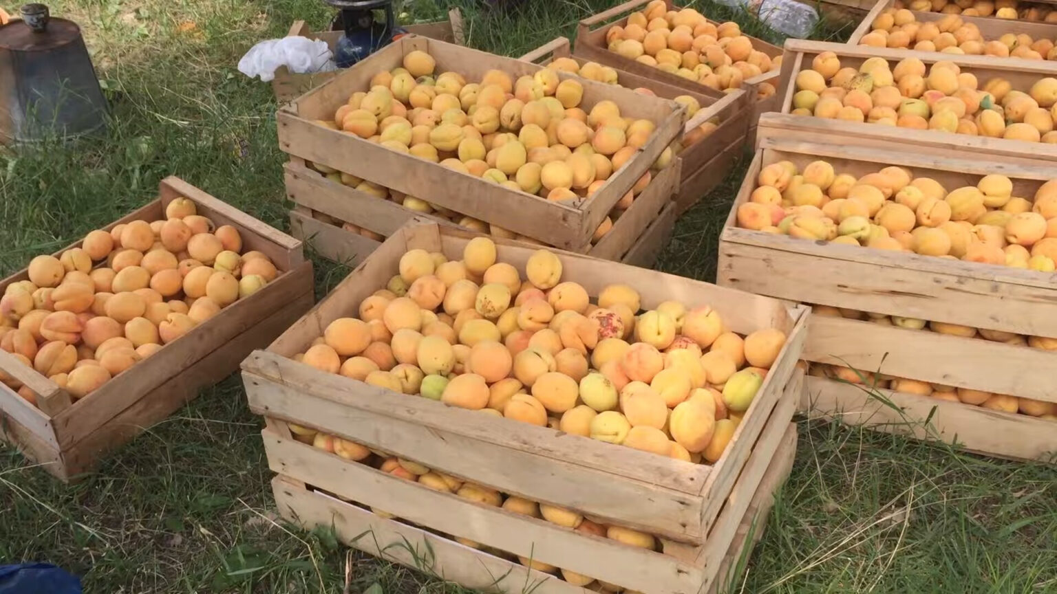 Fruit That Starts With N | Fruits Name