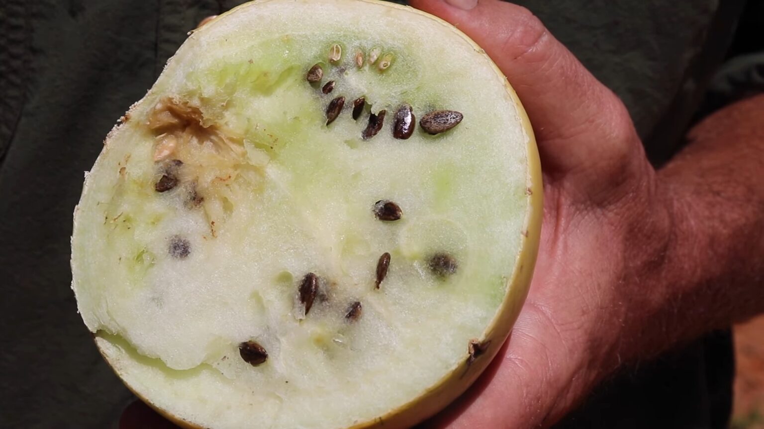 Fruit That Starts With v | Fruits Name