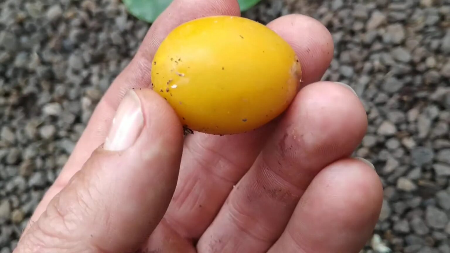 10 Fruit That Starts With F - Flavorful Fruits A to Z