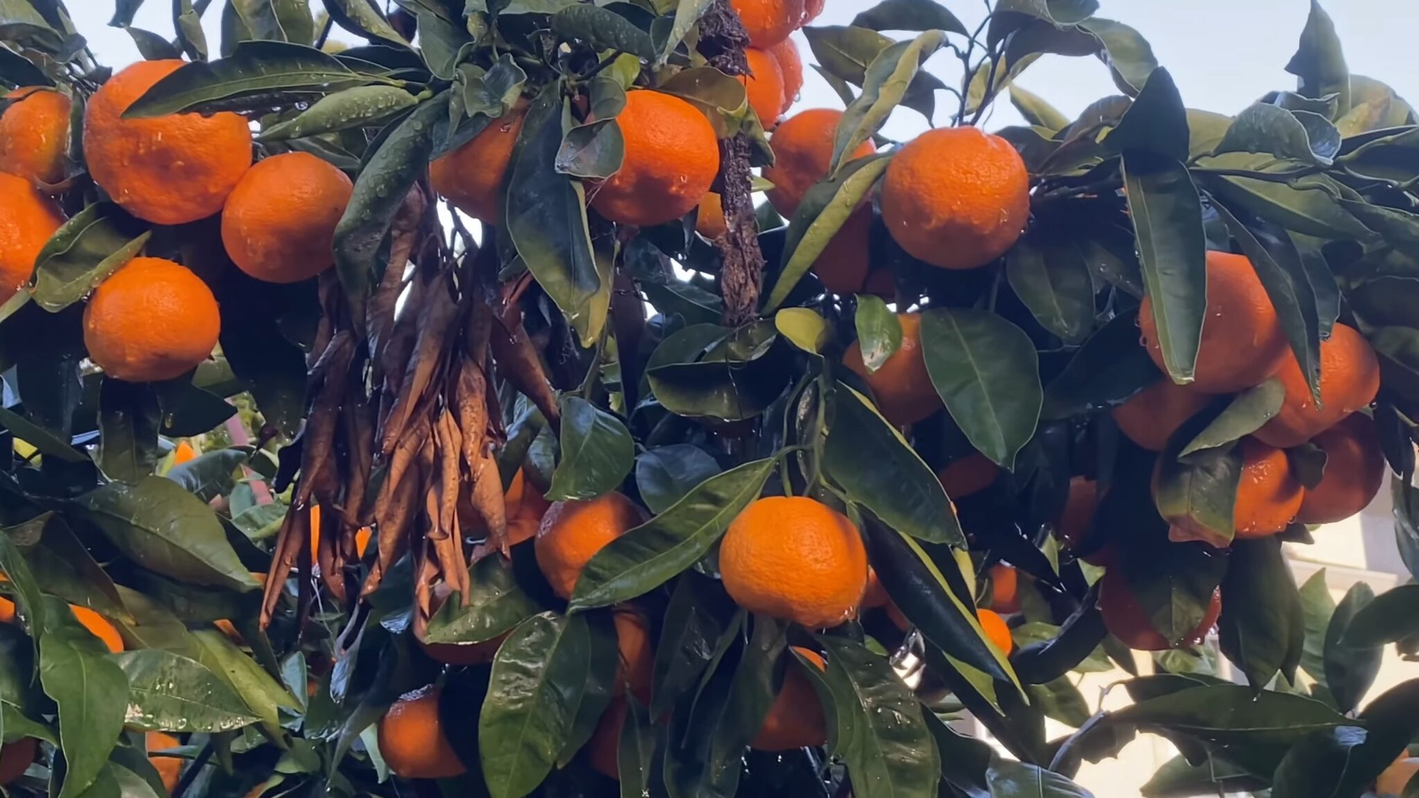 Fruit That Starts With N | Fruits Name