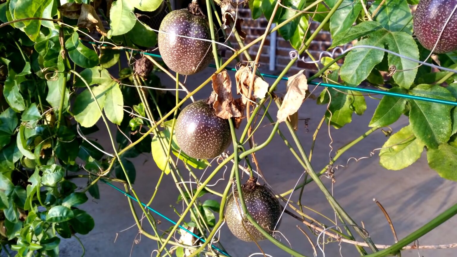 Fruit That Starts With N | Fruits Name