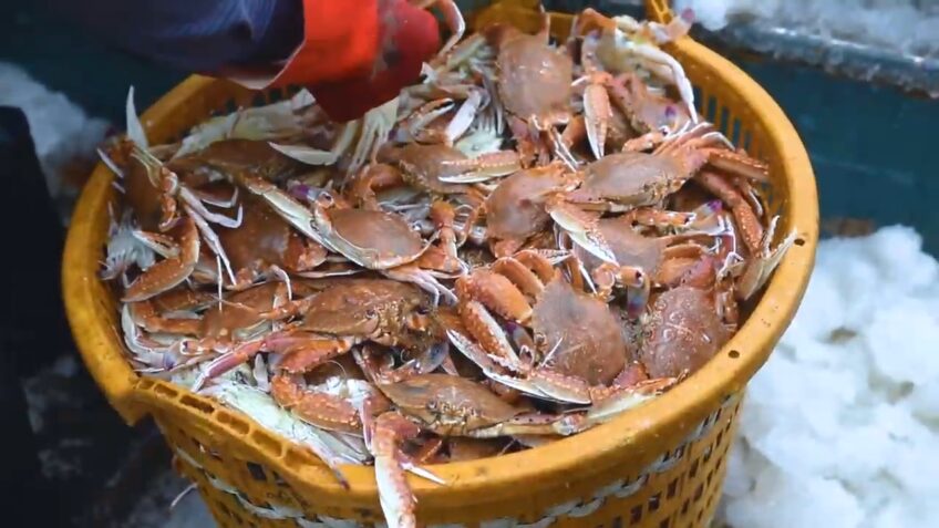 Can You Freeze Canned Crab Meat - After & Before Opening